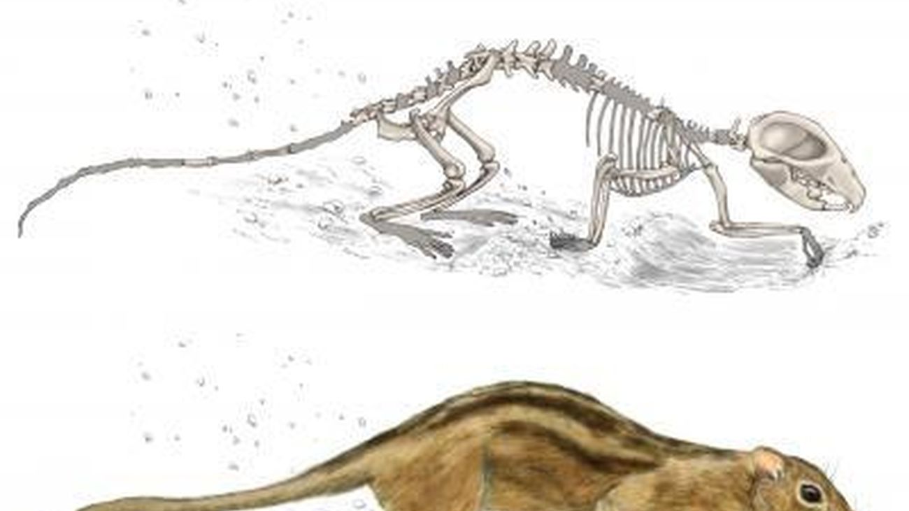 Descubren que los mamíferos de la época de los dinosaurios tenían ya un ...